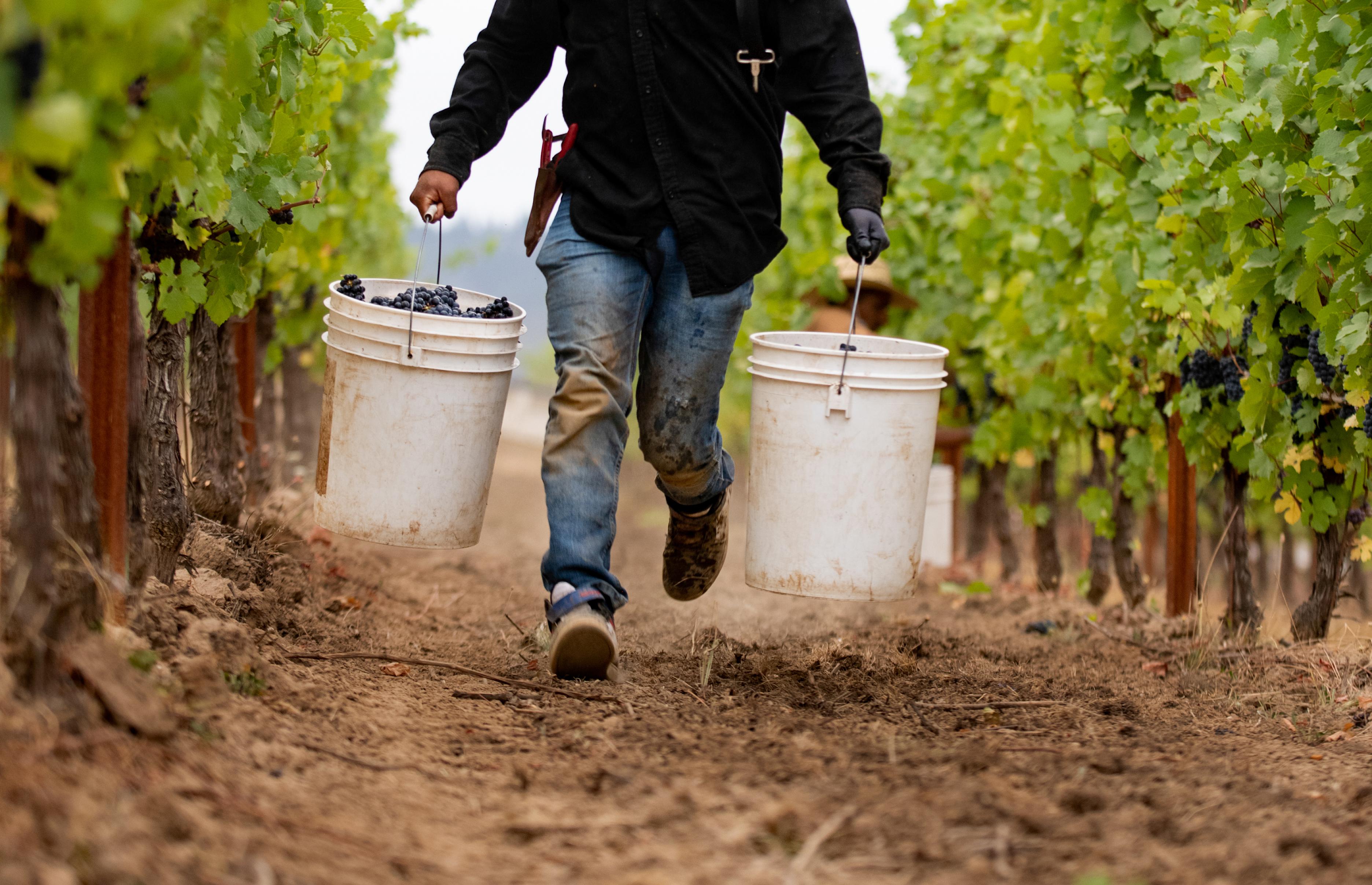 Anacréon Winery - Travel Oregon