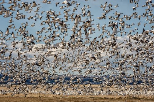 Wild Birds Unlimited - Travel Oregon
