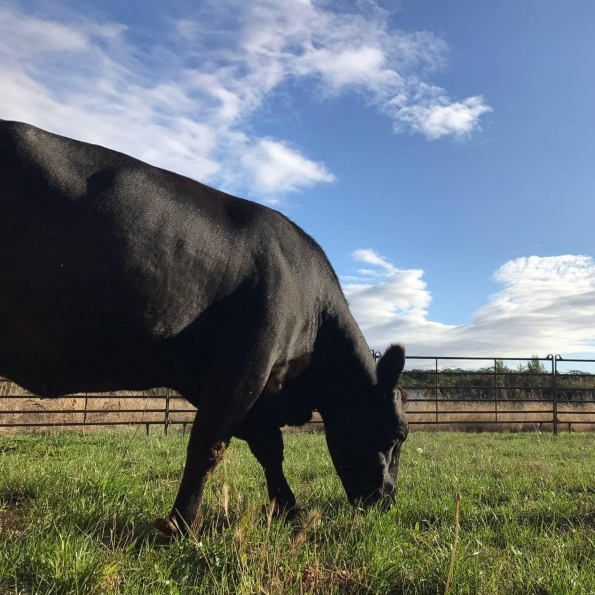 Eola Crest Cattle - Travel Oregon