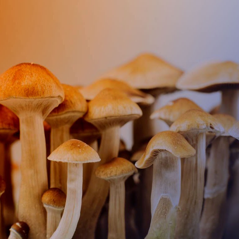 Shrooms Cafe | Travel Southern Oregon