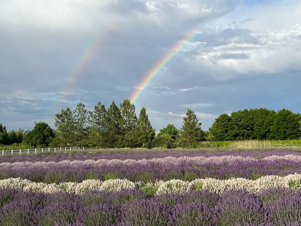 Southern Oregon Lavender Trail Festival Weekend - Travel Oregon