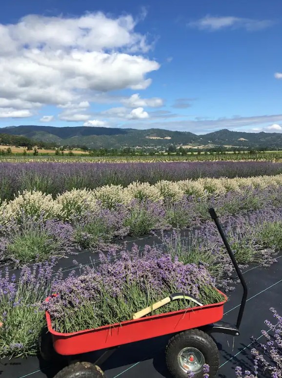 Southern Oregon Lavender Trail Festival Weekend - Travel Oregon