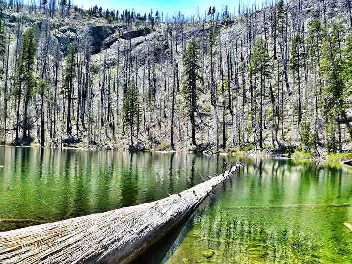 TJ Howell Brewer Spruce - Heritage Tree - VisitGrantsPass