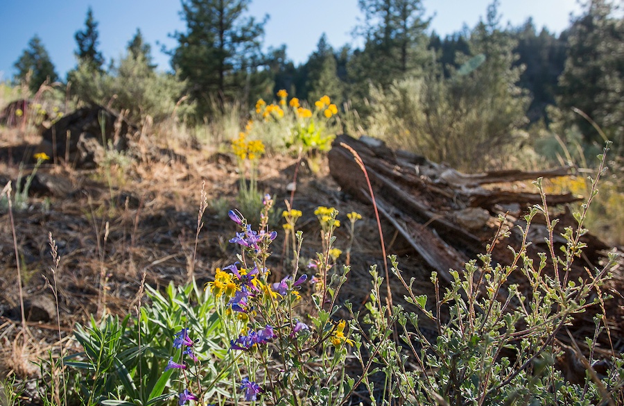 Riley Ranch - Travel Oregon