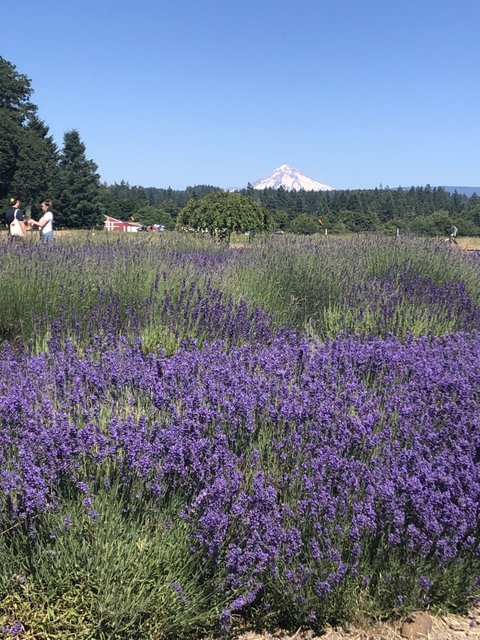 Hope Lavender Farm - Travel Oregon