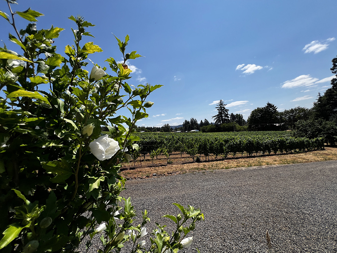 Oliver Springs Vineyard - Travel Oregon