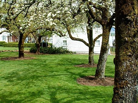 Dr. Charles Caples House Orchard - Heritage Tree - Travel Oregon