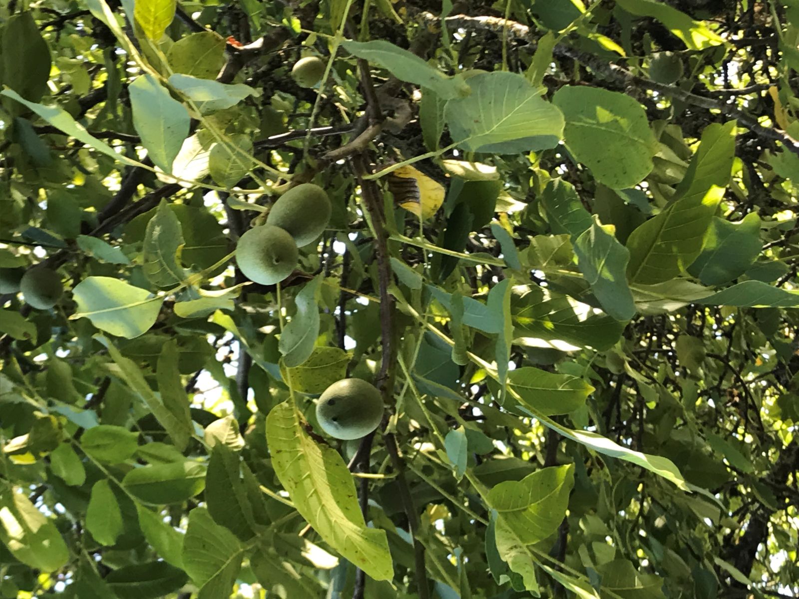 Stein-Boozier Walnut Orchard - Heritage Tree - Travel Oregon