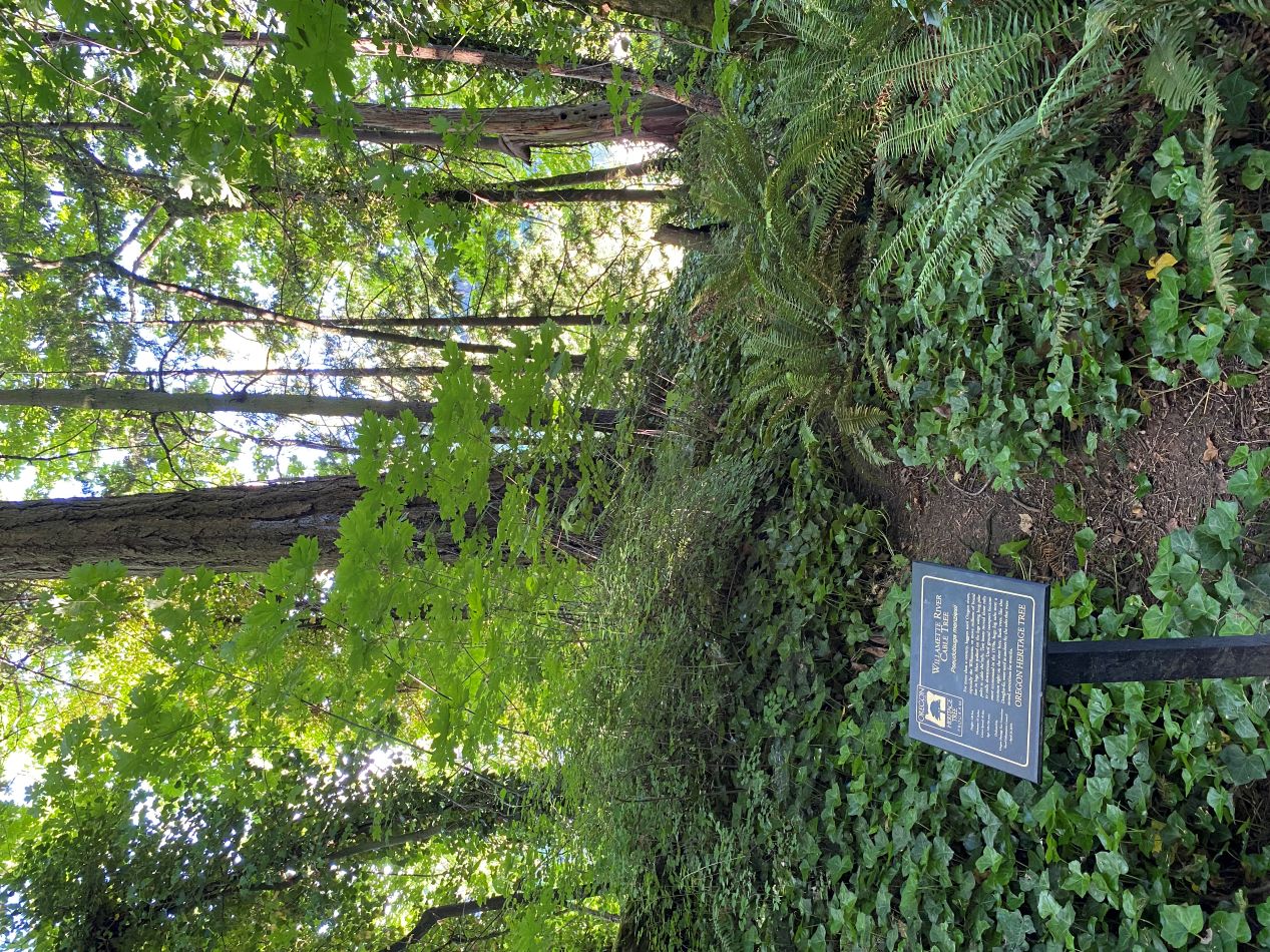Willamette River Cable Trees - Heritage Tree - Travel Oregon