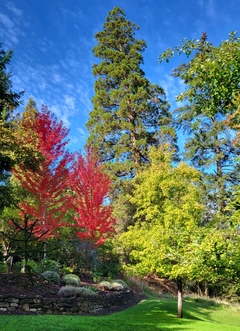 Britt Sequoia - Heritage Tree | Travel Southern Oregon