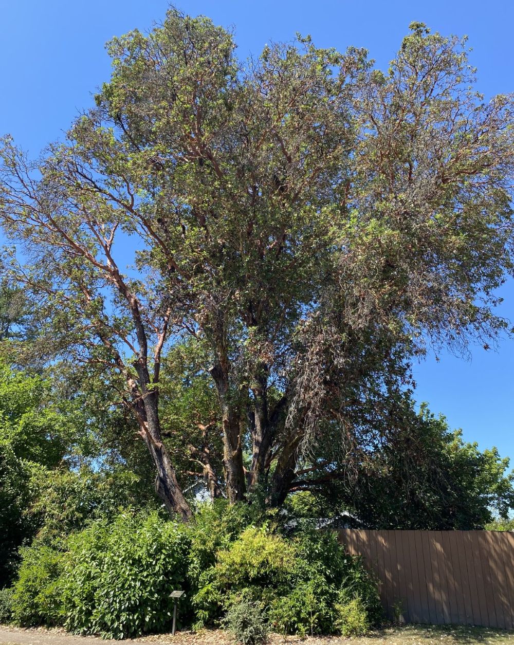 Yang Madrone - Heritage Tree - Travel Oregon