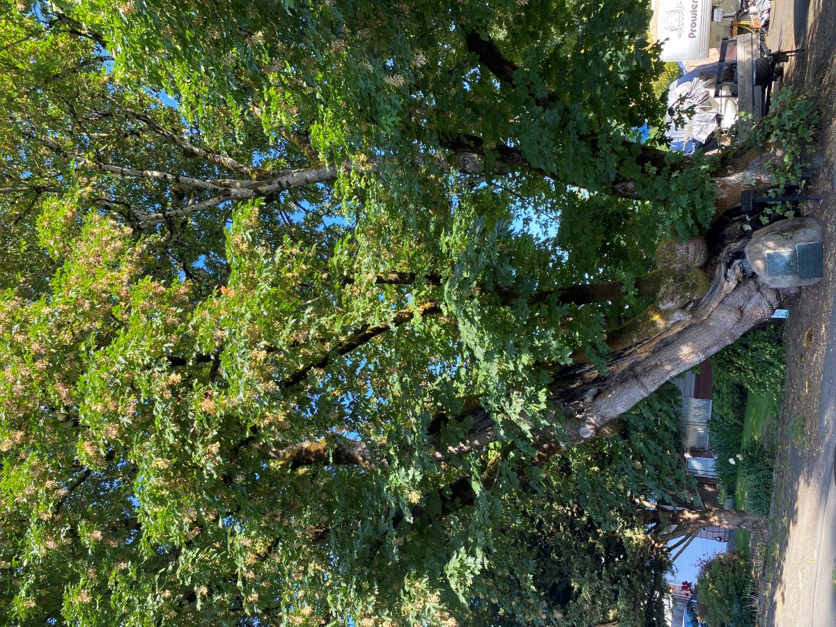Pow-Wow Tree - Heritage Tree - Travel Oregon