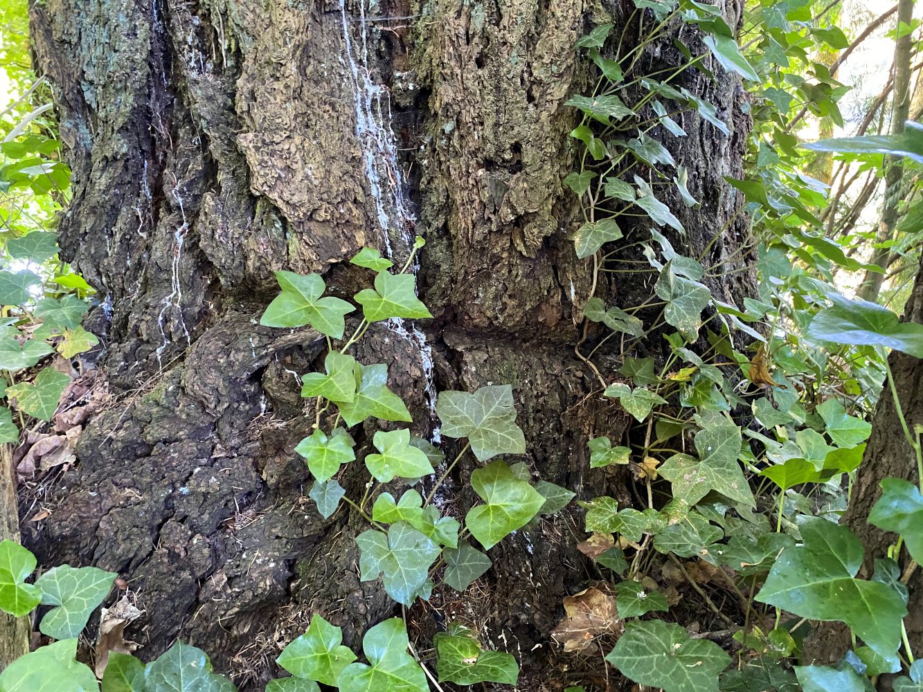 Willamette River Cable Trees - Heritage Tree - Travel Oregon