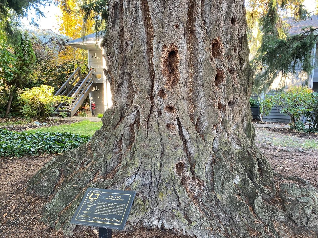 Peg Tree - Heritage Tree - Travel Oregon